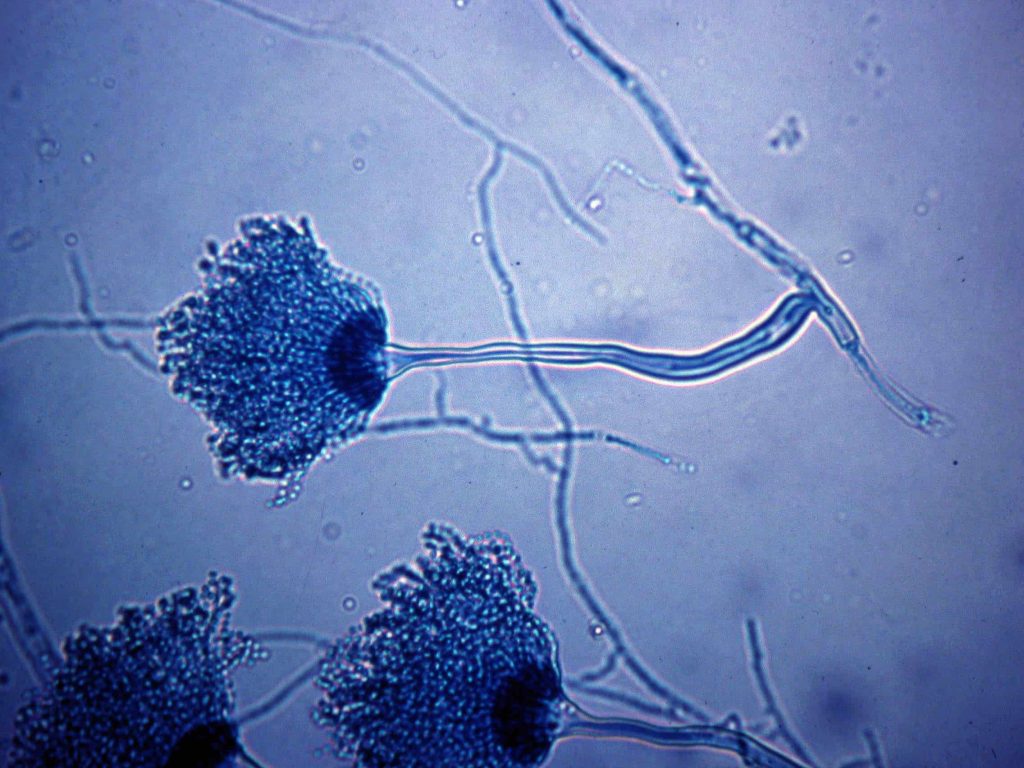 180 Species of Aspergillus » Mycotox