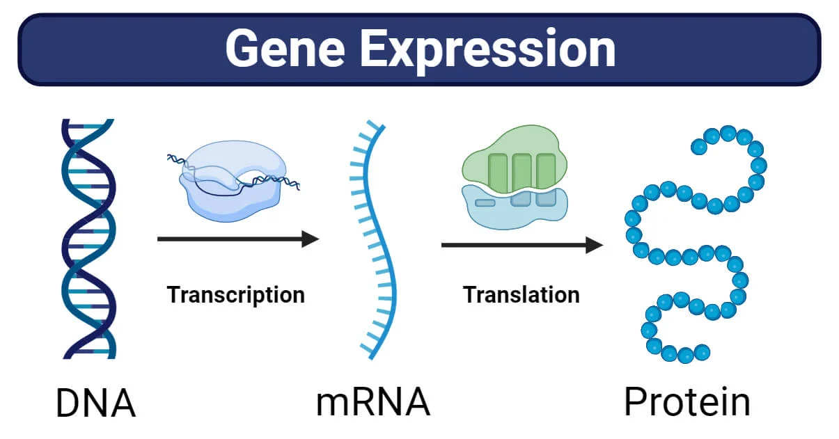 Gene Expression » Mycotox