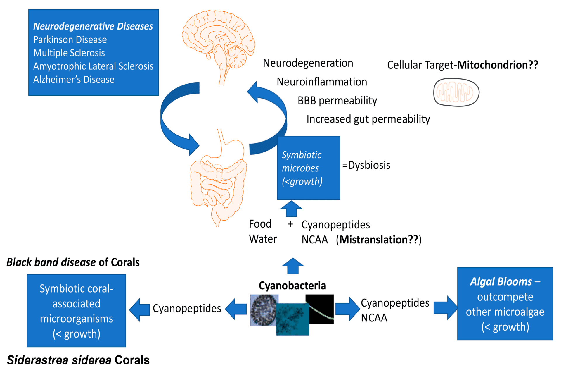 Cyanobacteria and Links to MND and ALS » Mycotox